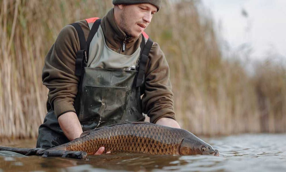 100% Original Petrale Sole as Perfect Seafood Item Range - BestInfoHub